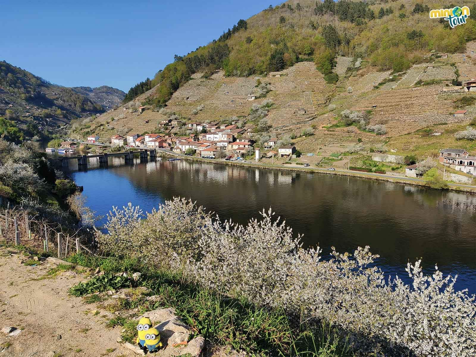 Nos vamos a ver la floración de los cerezos de Belesar - MiniOnTour