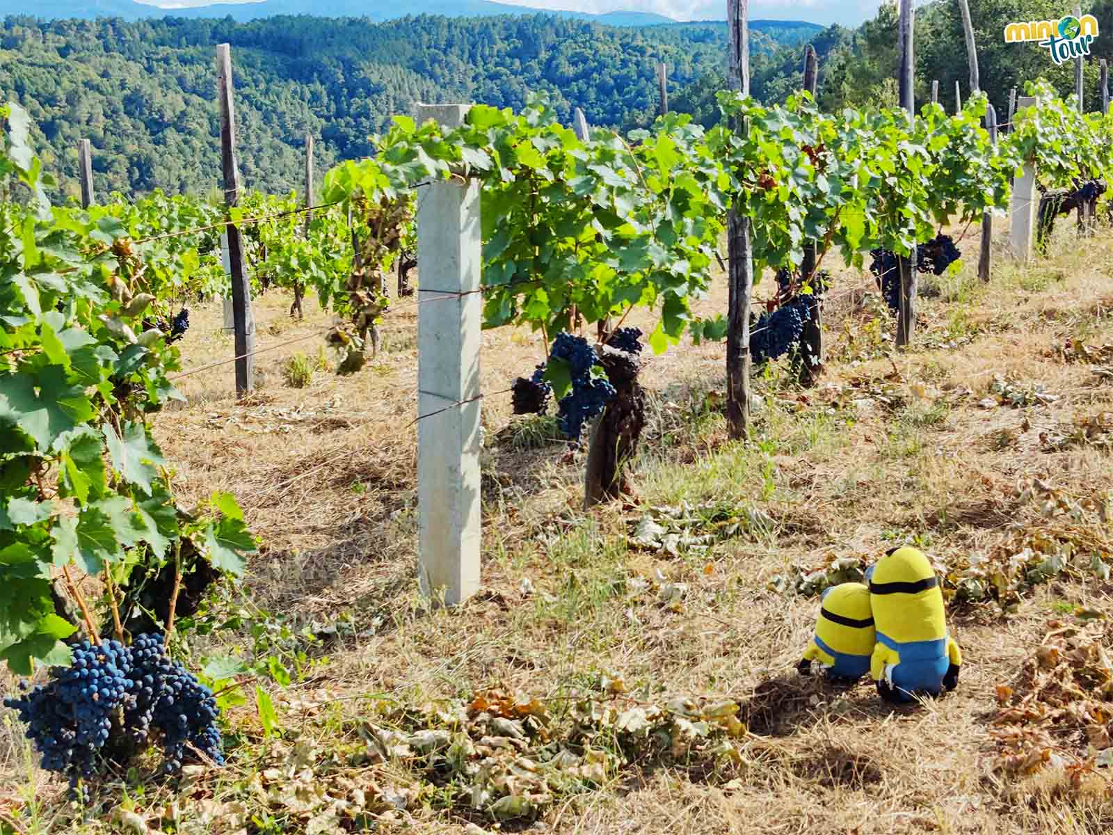 Finca Cuarta de Rubén Moure, una bodega que dará que hablar