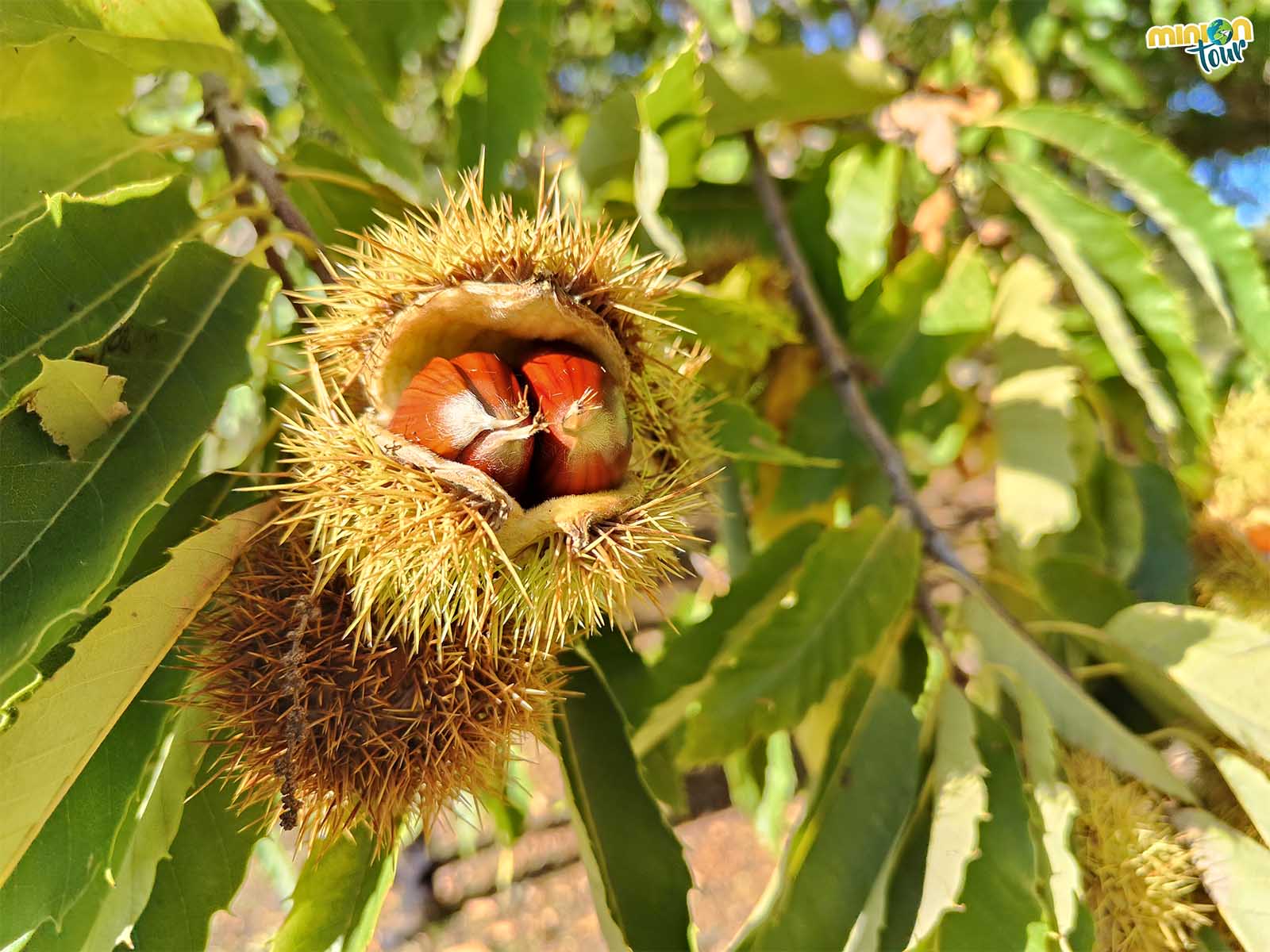 Nos vamos a la Semana Gastronómica de la Castaña en Bragança